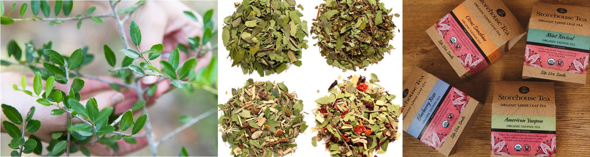 Yaupon Health Benefits | Discover the Health Benefits of Yaupon Teas ...