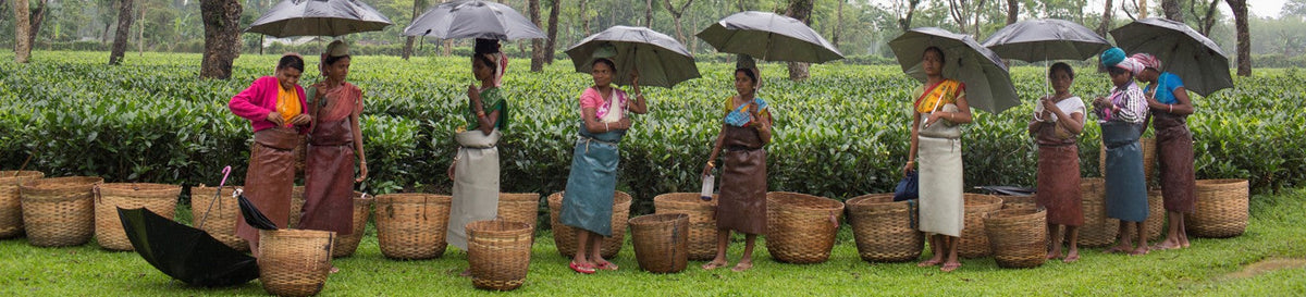 Teas for Brain Health & Focus | Teas for Focus & Healthy Brains ...