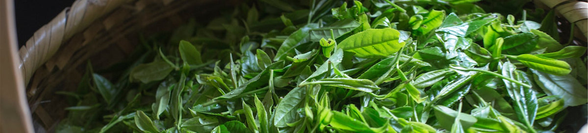 Cancer Prevention Teas | Teas for Cancer Prevention | Storehouse Tea